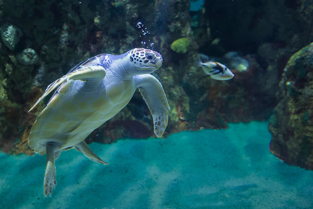 Education - NOVA Southeastern University Sea Turtle Tracking